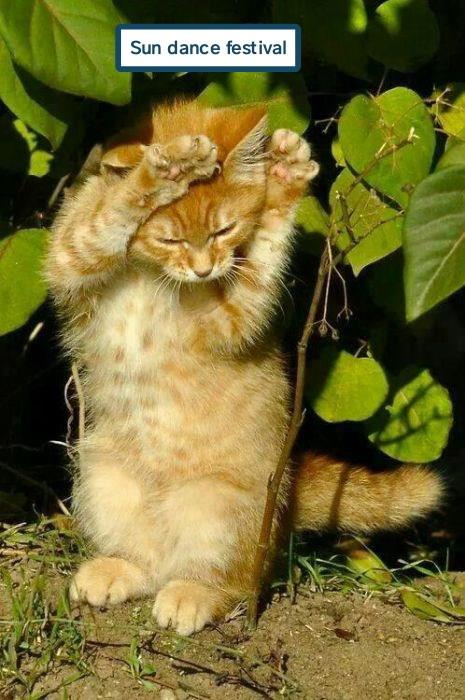 Yowza! - Lolcats - lol | cat memes | funny cats | funny cat pictures ...