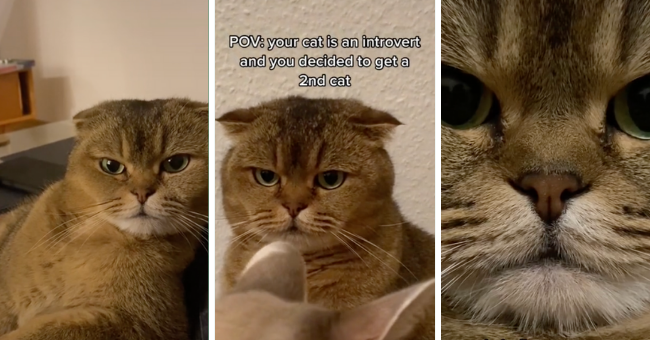 I Can Has Cheezburger? - judgmental - Funny Animals Online - Cheezburger