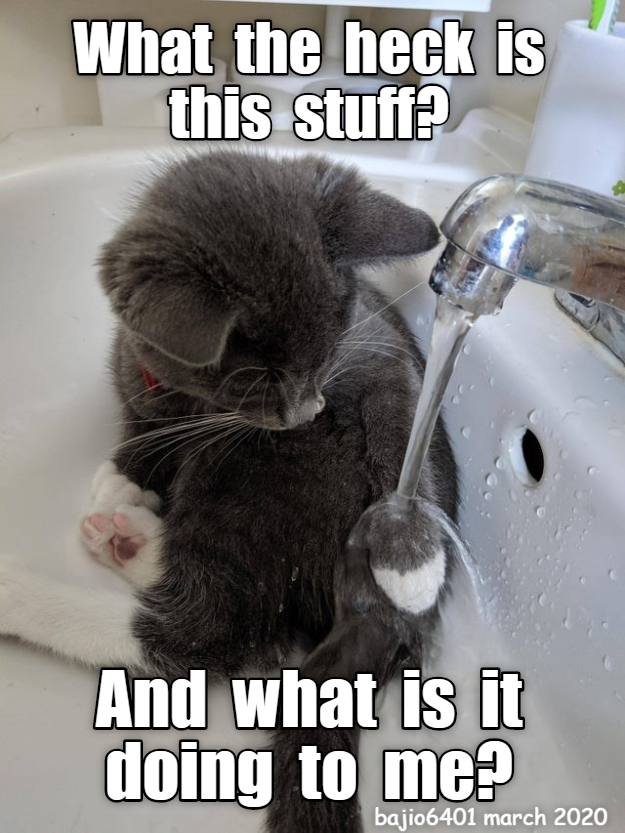 I DON'T UNDERSTAND - Lolcats - lol | cat memes | funny cats | funny cat ...