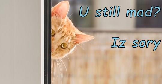 Iz sory - Lolcats - lol | cat memes | funny cats | funny cat pictures ...