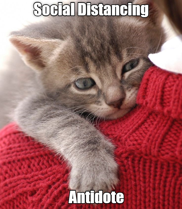 Adopt or Foster - Lolcats - lol | cat memes | funny cats | funny cat ...