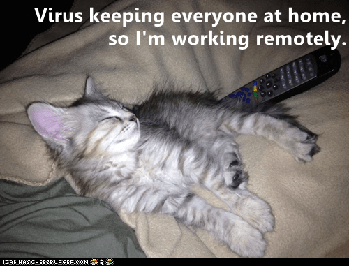 Working remotely. - Lolcats - lol | cat memes | funny cats | funny cat ...