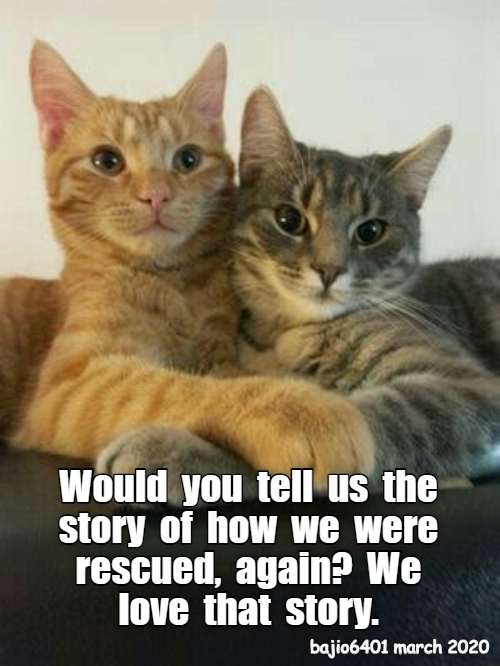 IT'S OUR FAVORITE - Lolcats - lol | cat memes | funny cats | funny cat ...