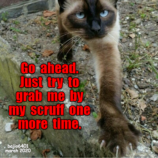 YOU HAVE BEEN WARNED - Lolcats - lol | cat memes | funny cats | funny ...