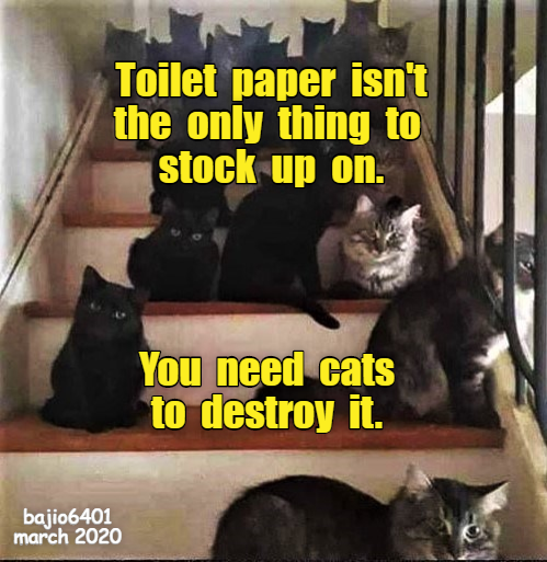 THEY GO TOGETHER - Lolcats - lol | cat memes | funny cats | funny cat ...