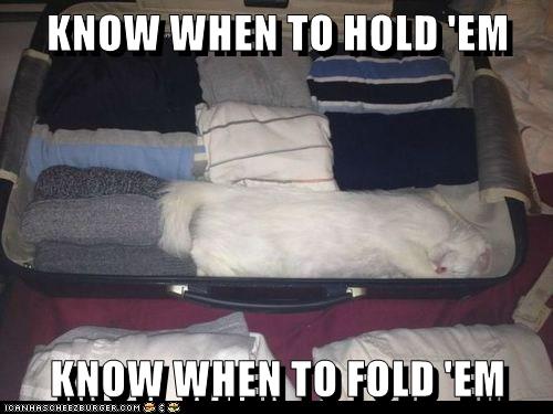 HOLD 'EM - FOLD 'EM - Lolcats - lol | cat memes | funny cats | funny ...