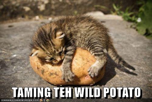 TAMING TEH WILD POTATO - Lolcats - lol | cat memes | funny cats | funny ...