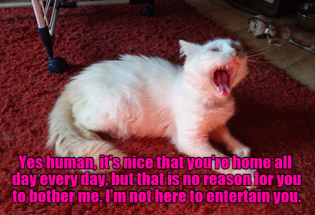 I'm not here to entertain you. - Lolcats - lol | cat memes | funny cats ...