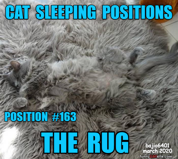 THE GUIDE TO CAT SLEEPING POSITIONS - Lolcats - lol | cat memes | funny ...