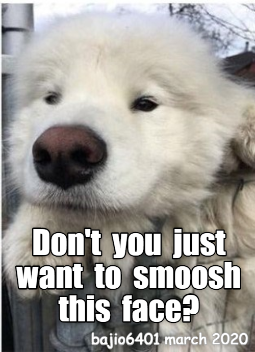 IT'S ASKING TO BE SMOOSHED - I Has A Hotdog - Dog Pictures - Funny ...