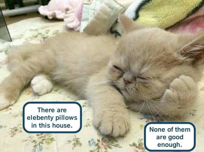 Pillow puffery - Lolcats - lol | cat memes | funny cats | funny cat ...