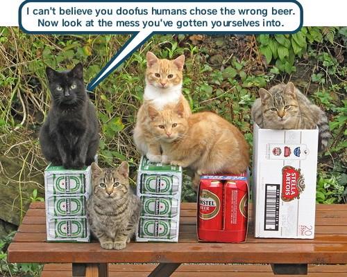 Choose wisely next time - Lolcats - lol | cat memes | funny cats ...