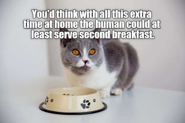 You'd think - Lolcats - lol | cat memes | funny cats | funny cat ...