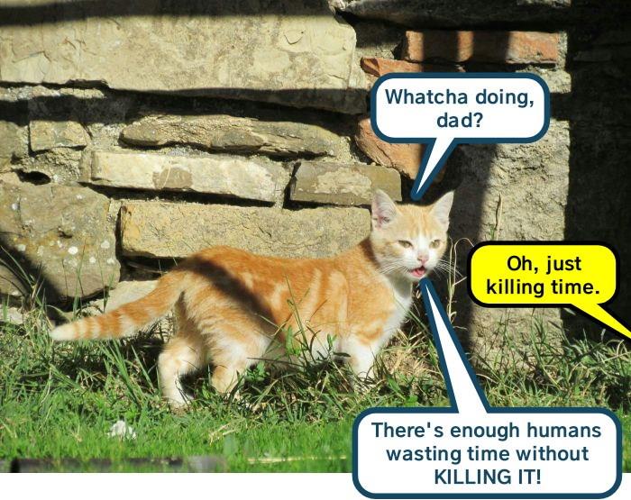 Aimless isolation - Lolcats - lol | cat memes | funny cats | funny cat ...