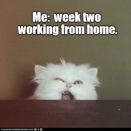 Working from home, week 2 - Lolcats - lol | cat memes | funny cats ...