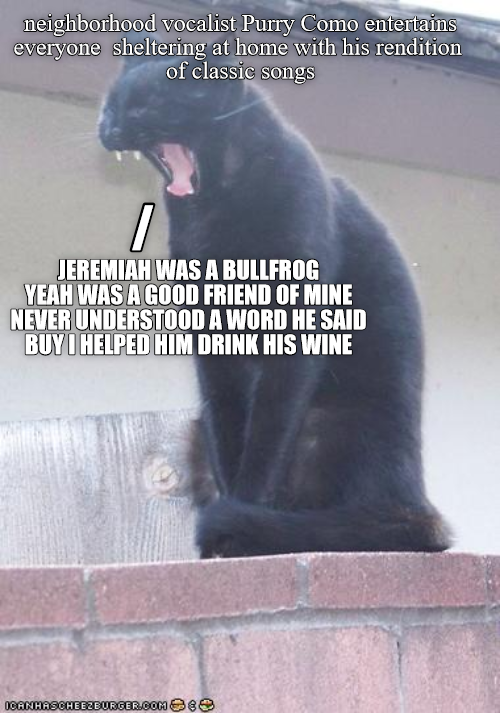 Thank you, Purry - Lolcats - lol | cat memes | funny cats | funny cat ...