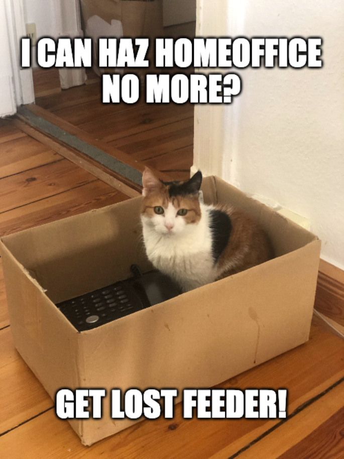 Home office be like - Lolcats - lol | cat memes | funny cats | funny ...