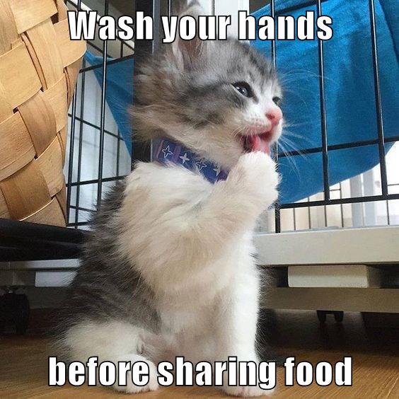 Wash your hands before sharing food - Lolcats - lol | cat memes | funny ...