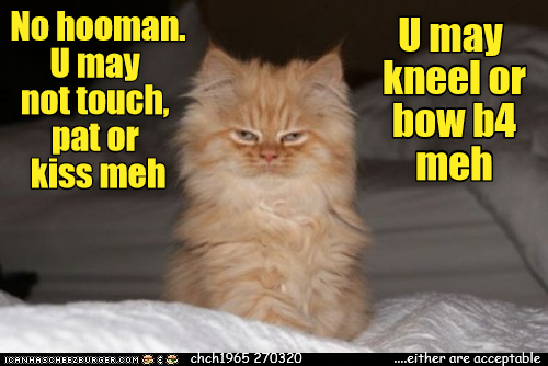 Step away frum teh kyootness - Lolcats - lol | cat memes | funny cats ...