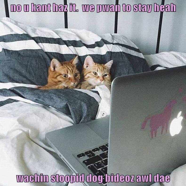 Do no touch - Lolcats - lol | cat memes | funny cats | funny cat ...