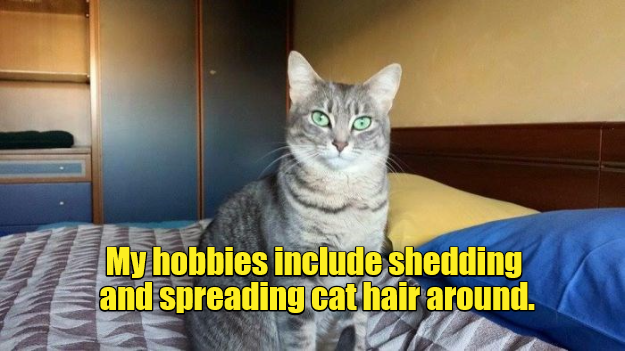 My hobbies - Lolcats - lol | cat memes | funny cats | funny cat ...