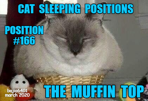 THE GUIDE TO CAT SLEEPING POSITIONS - Lolcats - lol | cat memes | funny ...
