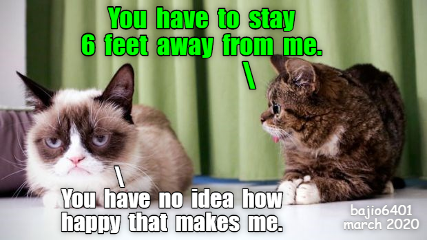 SOME ENJOY SOCIAL DISTANCING - Lolcats - lol | cat memes | funny cats ...