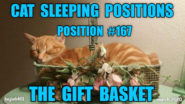 THE GUIDE TO CAT SLEEPING POSITIONS - Lolcats - lol | cat memes | funny ...