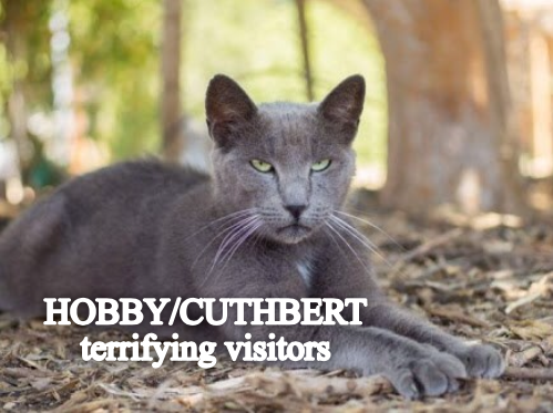 Hobby/CUTHBERT - Lolcats - lol | cat memes | funny cats | funny cat ...