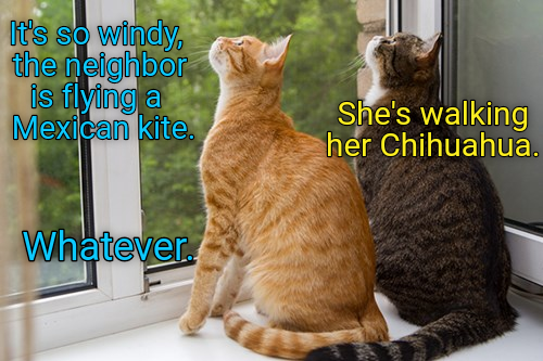 S very windy day - Lolcats - lol | cat memes | funny cats | funny cat ...