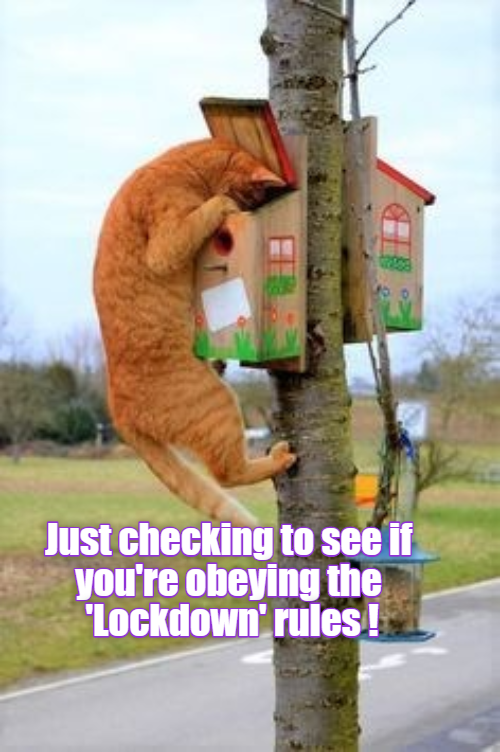 Sheriff cat ! - Lolcats - lol | cat memes | funny cats | funny cat ...