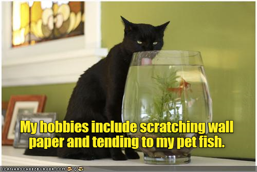 My hobbies - Lolcats - lol | cat memes | funny cats | funny cat ...
