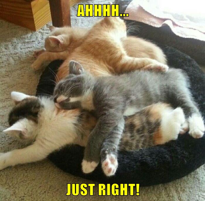 AHHHH... JUST RIGHT! - Lolcats - lol | cat memes | funny cats | funny ...