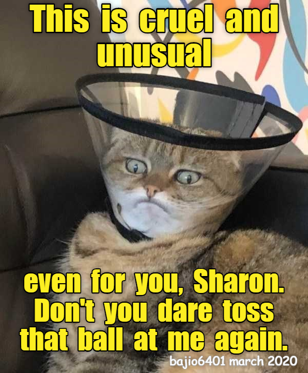 I AM NOT A CARNIVAL GAME - Lolcats - lol | cat memes | funny cats ...