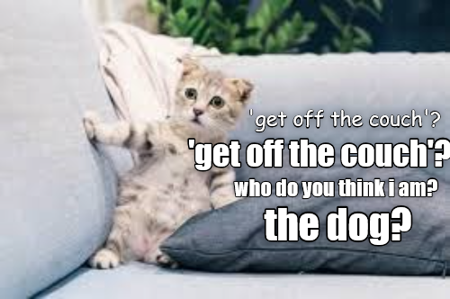 Get off the couch! - Lolcats - lol | cat memes | funny cats | funny cat ...