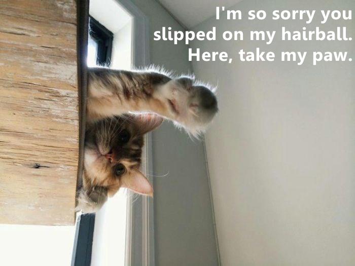 I'm so sorry - Lolcats - lol | cat memes | funny cats | funny cat ...