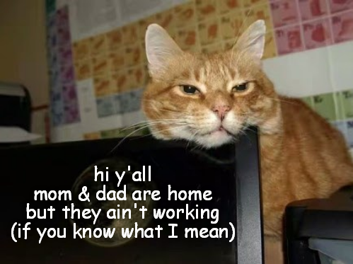 Working @ Home? Office Video Conference Family Rep: FLUFFO - Lolcats ...
