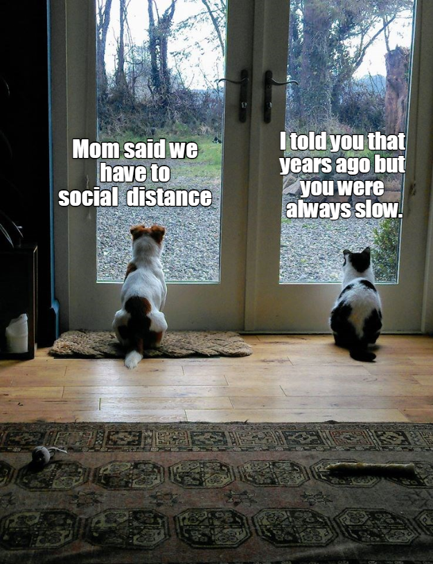 Better late than never - Lolcats - lol | cat memes | funny cats | funny ...