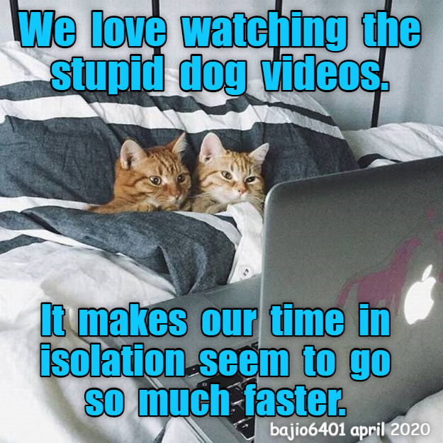 AND MAKES US FEEL SO MUCH MORE SUPERIOR - Lolcats - lol | cat memes ...