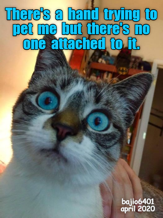 I'M ALONE IN THE HOUSE - Lolcats - lol | cat memes | funny cats | funny ...