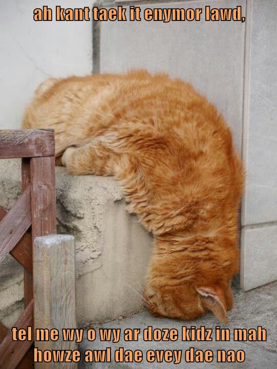 Ah kant taek it enymor - Lolcats - lol | cat memes | funny cats | funny ...