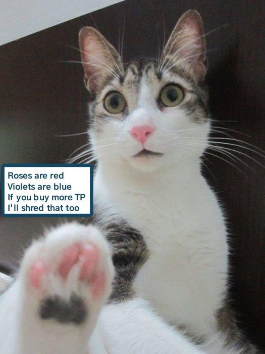 Roses are red... - Lolcats - lol | cat memes | funny cats | funny cat ...