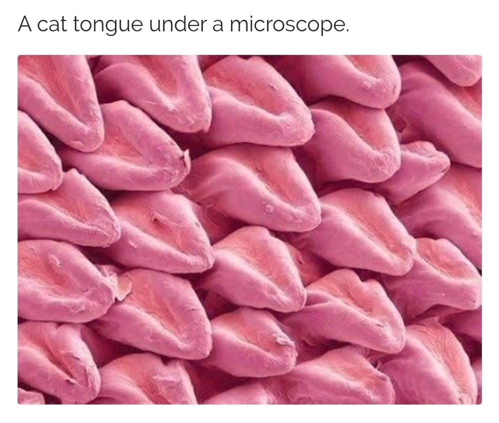 Under The Microscope I Can Has Cheezburger