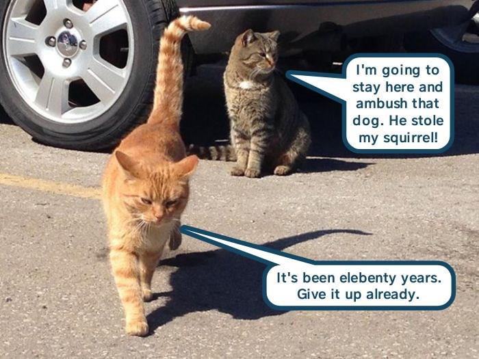 Bitter cat won't let it go - Lolcats - lol | cat memes | funny cats ...