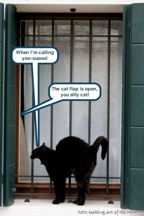 When I'm calling yoo-ouooo! - Lolcats - lol | cat memes | funny cats ...