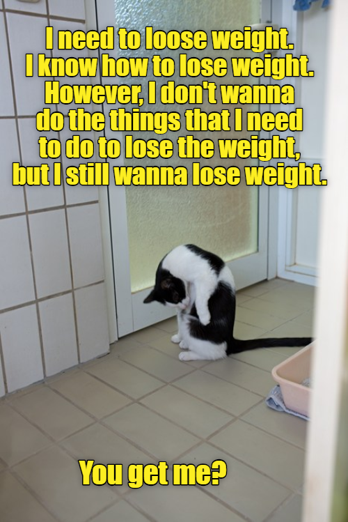 Can it magically disappear? - Lolcats - lol | cat memes | funny cats ...