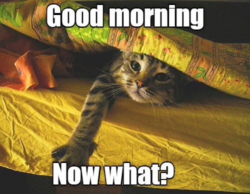 No where to go, no one to see. - Lolcats - lol | cat memes | funny cats ...