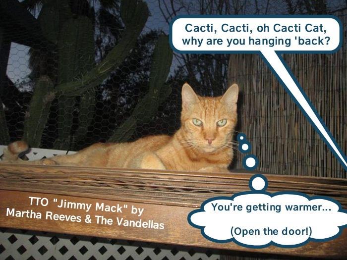 "Cacti Cat" (TTO "Jimmy Mack" by Martha Reeves & The Vandellas ...