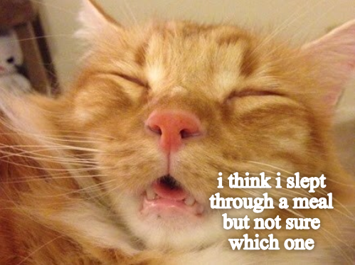Anxiety sleep deprivation - Lolcats - lol | cat memes | funny cats ...