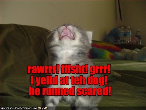 rawrrr! fffsht! grrr! - Lolcats - lol | cat memes | funny cats | funny ...